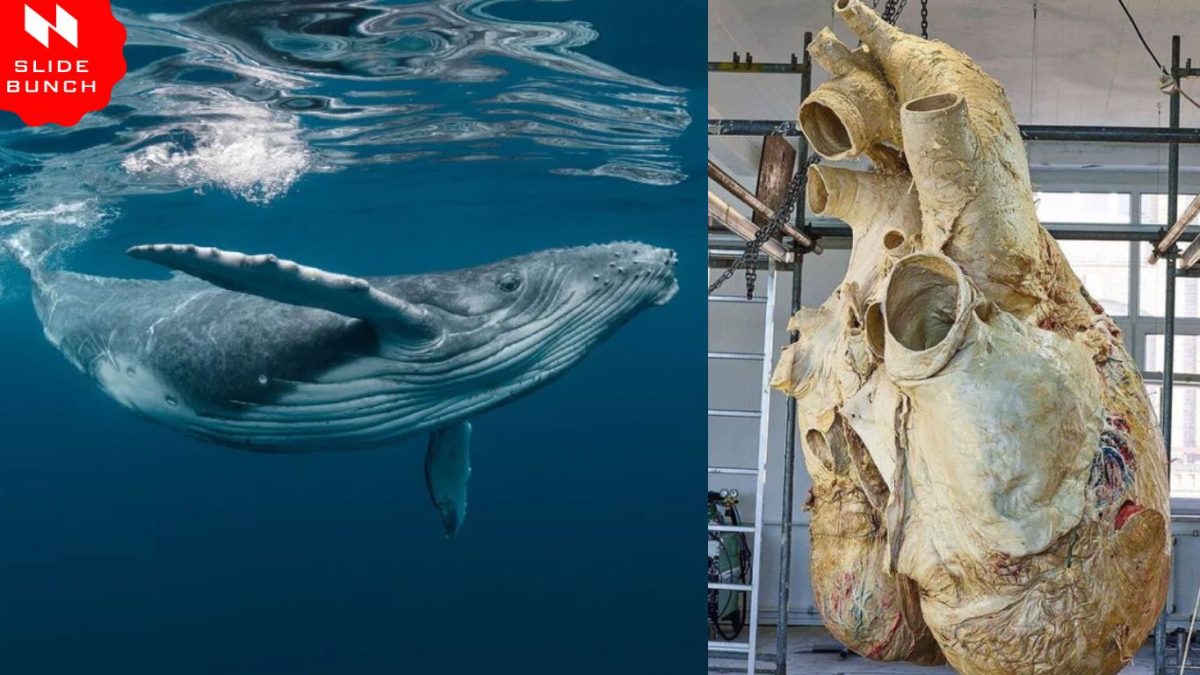 Blue whale Heart : सोशल मीडिया पर वायरल हो रहा है दुनिया का सबसे बड़े ...